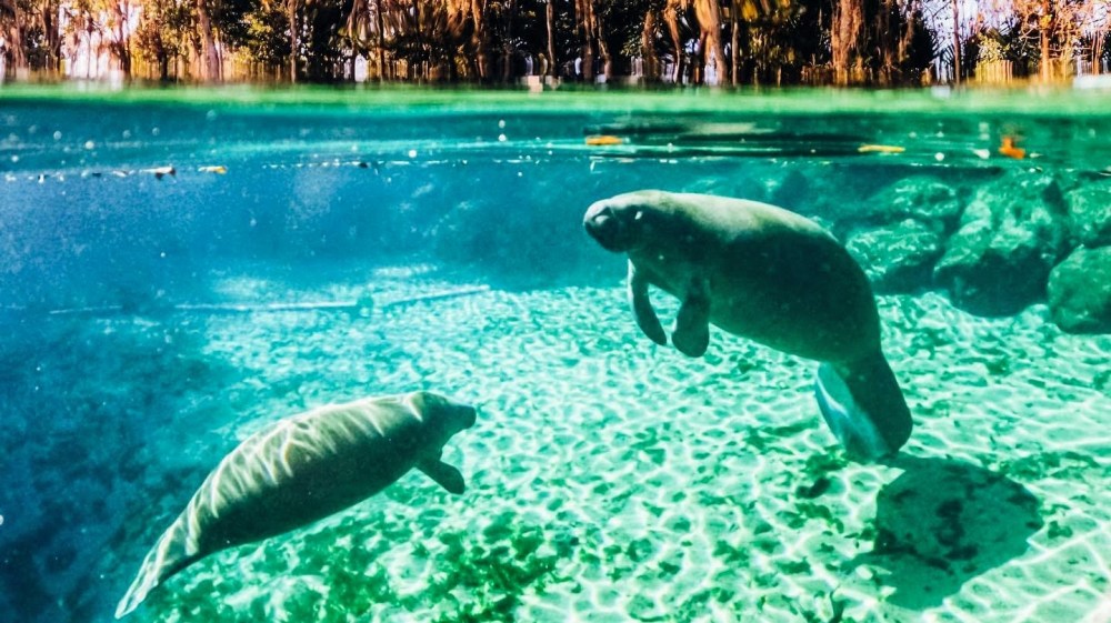 Swimming With Manatees In The Manatee Capitol Of The World, Crystal ...
