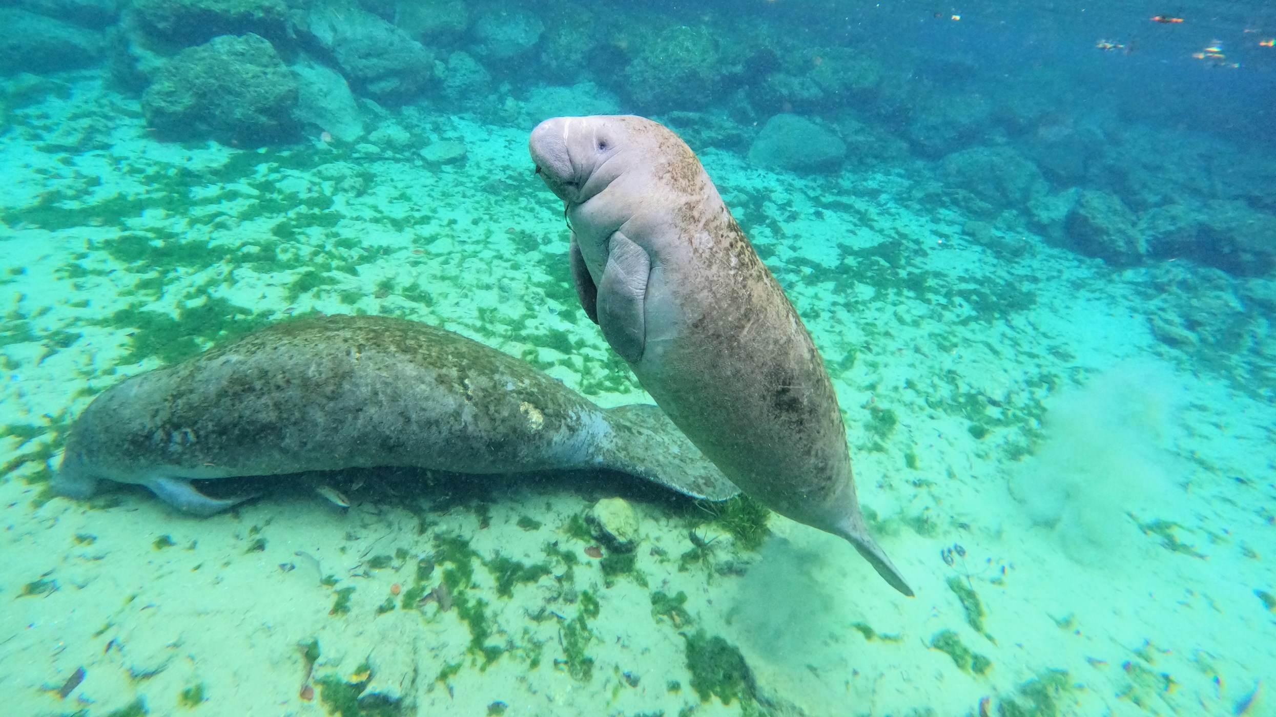 Swimming With Manatees In The Manatee Capitol Of The World, Crystal ...